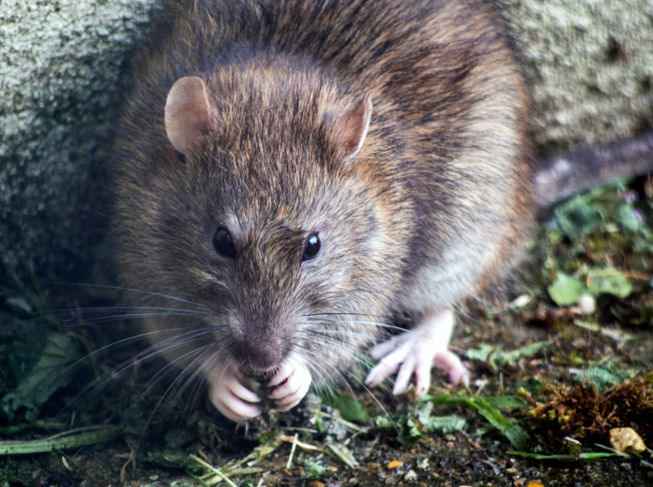 Can You Use Air Weapons For Pest Control? | Surplus Store